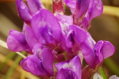 Galleries-Flowers